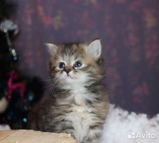 Порода сибирская кошка