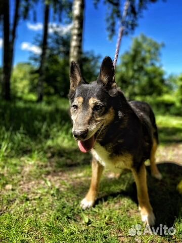 Собака в добрые руки