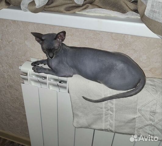 Канадский сфинкс