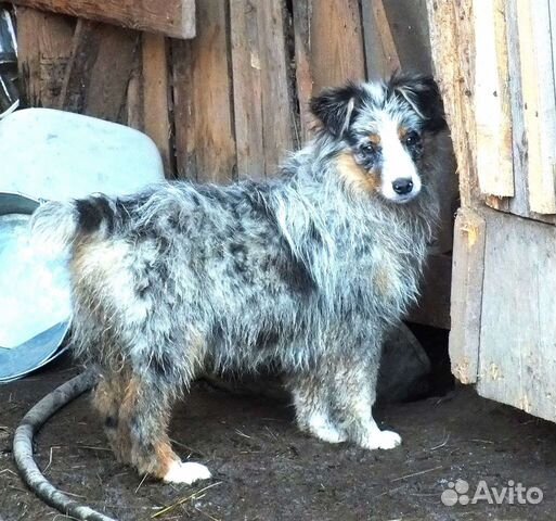 Щенки аусси