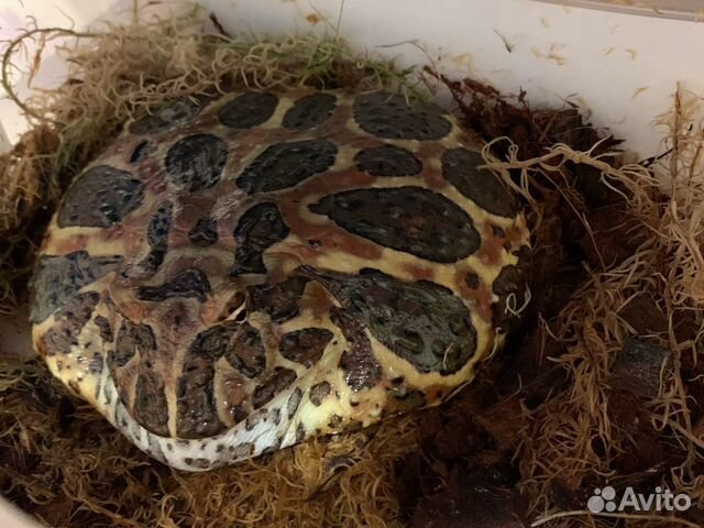 Лягушка рогатка