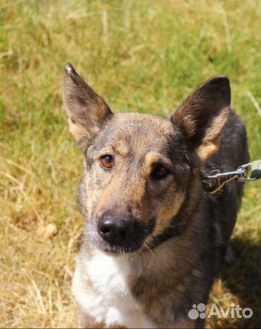 Забытая всеми собака из приюта