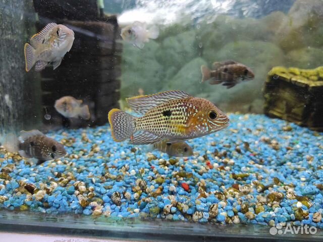 Бриллиантовая цихлазома