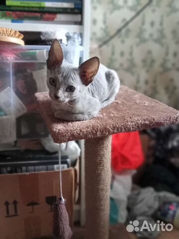 Кошка сфинкс-браш