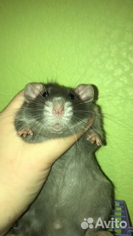 Крыса дамбо бесплатно