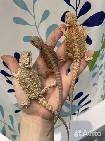 Малыши бородатой агамы
