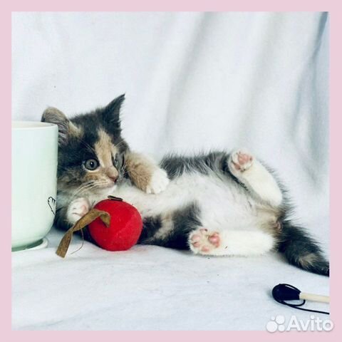 Особенная нежная трехцветка ищет дом