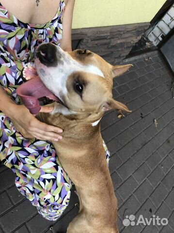 Найдена собака Стаффорд Девочка у турбазы Тайга