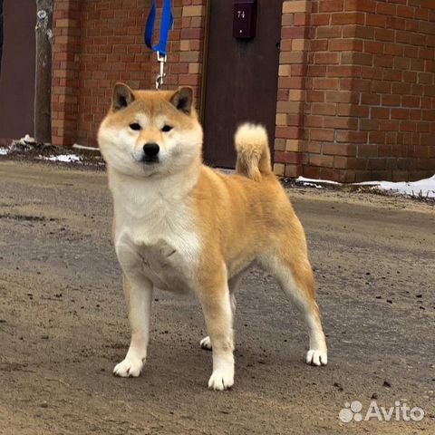 Сиба ину девочка