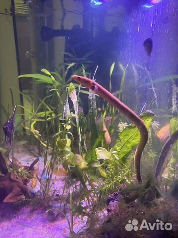 Рыба Каламоихт калабарский