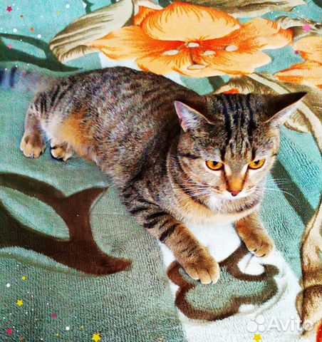 Молодая стерилизованная кошка, 10 месяцев