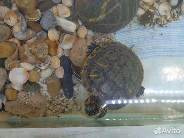 Красноухая черепаха с аквариумом