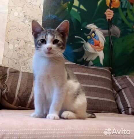 Очень ласковый котенок