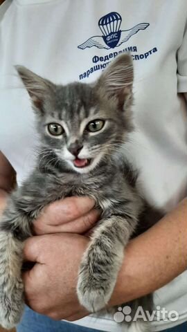 Котенок мальчик