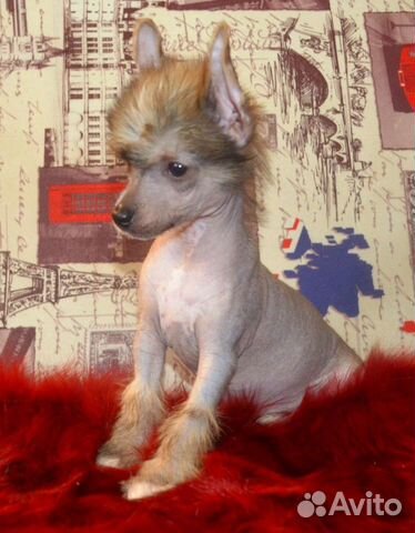 Истинно голая малышка