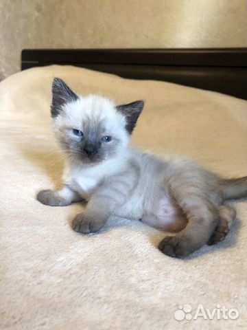 Продаю котят