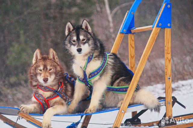 Щенки редкого окраса агути