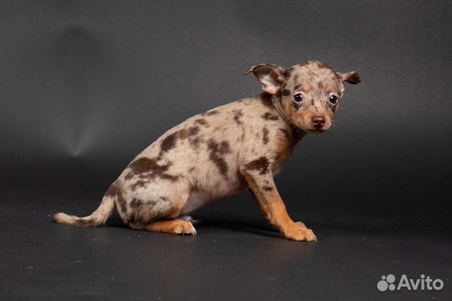 Русский той-терьер щенки