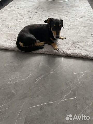 Собака такса