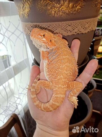 Бородатая агама(самка подросток)