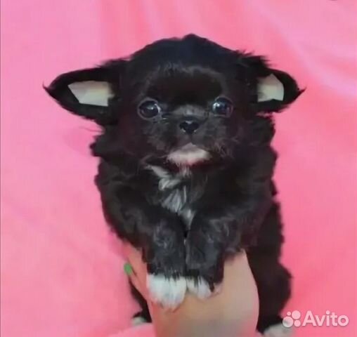 Чихуахуа девочка