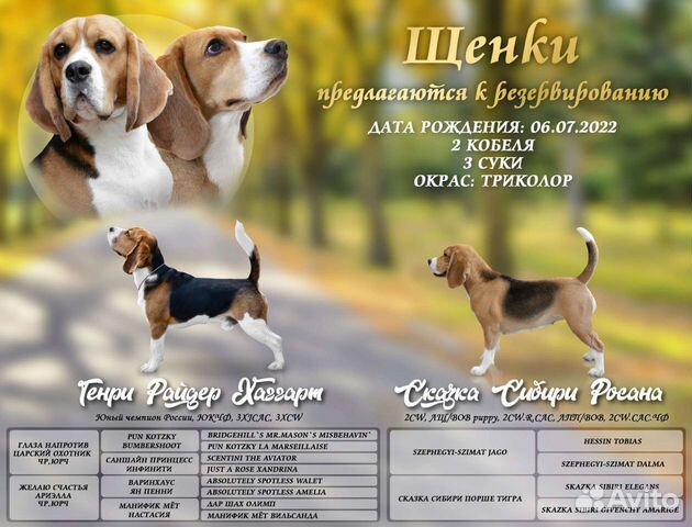 Щенки бигль