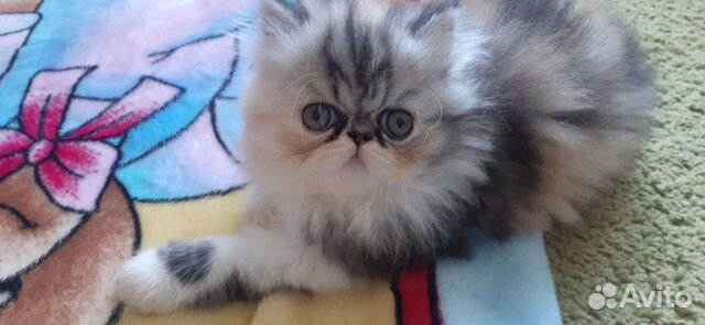 Персидские котята