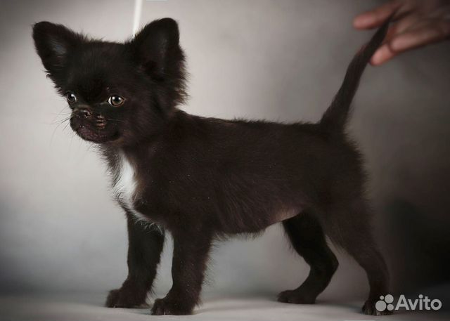 Чихуахуа девочка