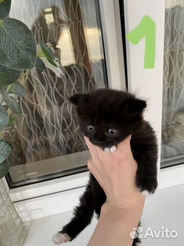 Шотландские котята
