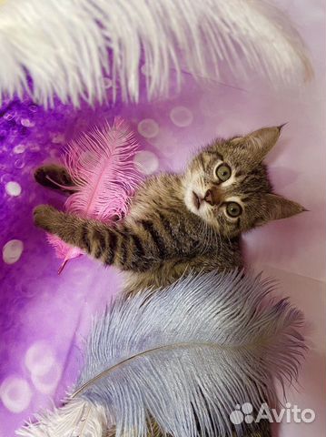 Котята бесплатно