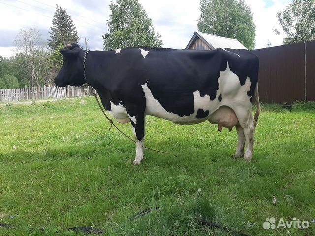 Корова хорошая высокоудойная стельни отиёл 20 июня
