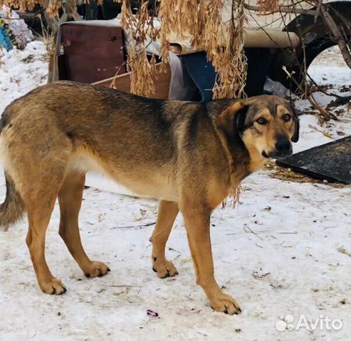 Отдам в хорошие руки собаку