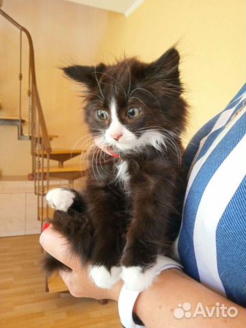 Кошки в добрые руки бесплатно