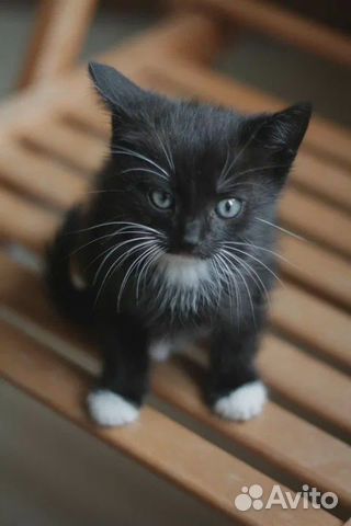 Маленький котенок