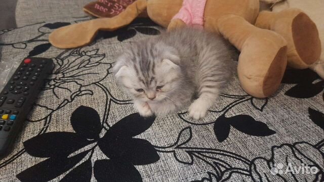 Вислоухая кошечка