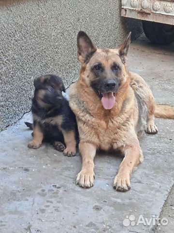 Восточно европейская овчарка