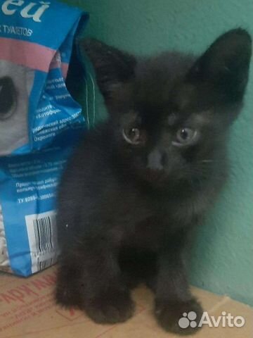 Котик Черныш