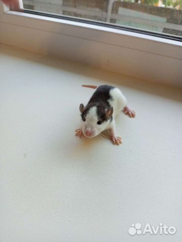 Декоративная крыса