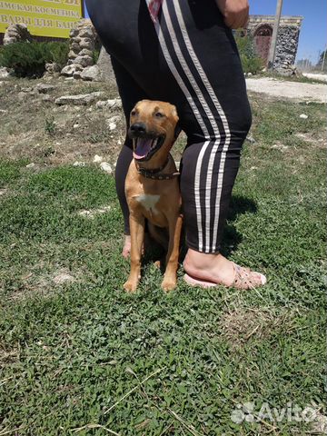 Щенок ищет заботливых хозяев