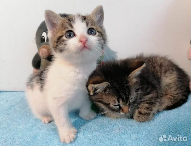 Котенок в добрые руки