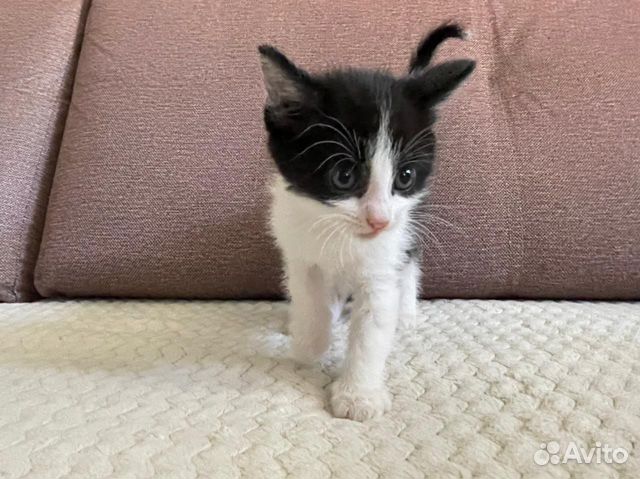 Котенок