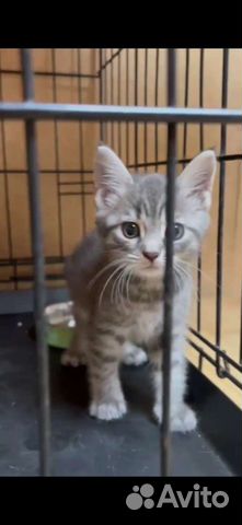 Малыш Вискас в самые добрые руки