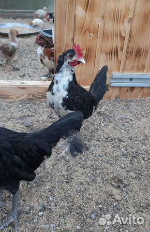 Алтайская бентамка