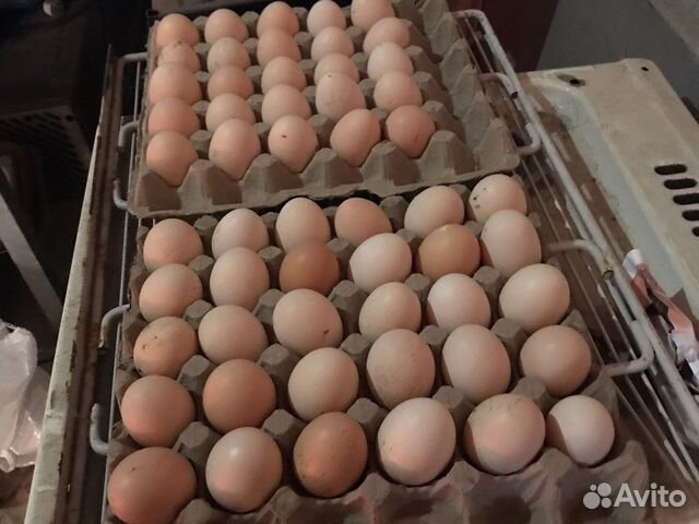 Инкубационное яйцо