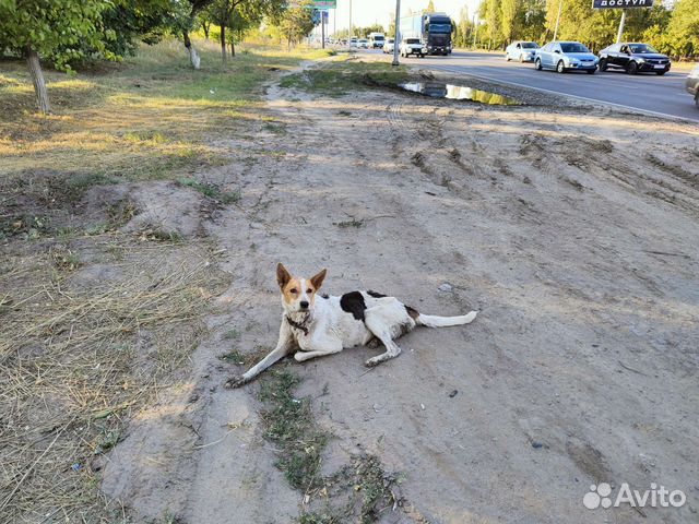 Собака