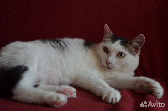 Кошка ласковая