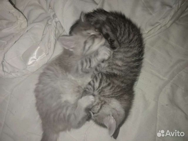 Шотландские котята