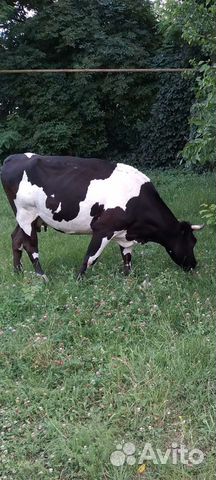 Коровы дойные молочные