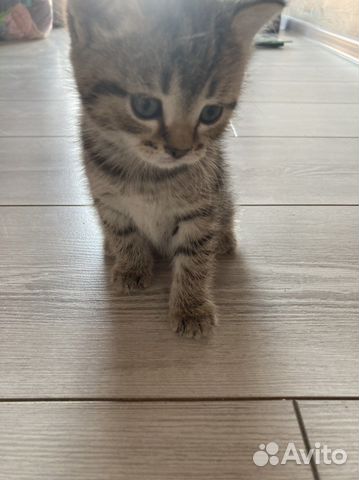 Котята в добрые руки 1месяц