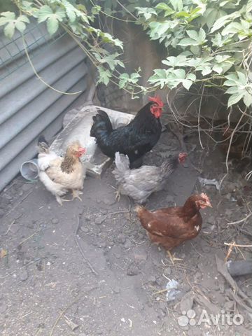 5 кур и петух